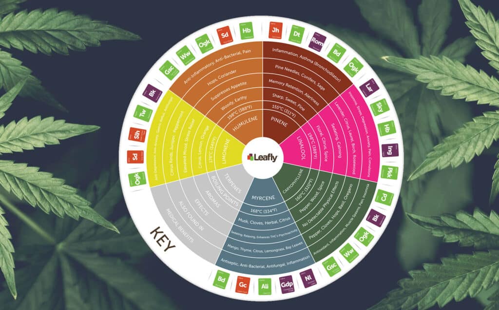 What Are Terpenes? The Secret Behind Cannabis Smell, Flavor, and ...